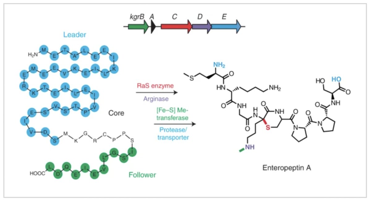 Lab discovers new pathway for antimicrobial peptides | AMERICAN ELEMENTS